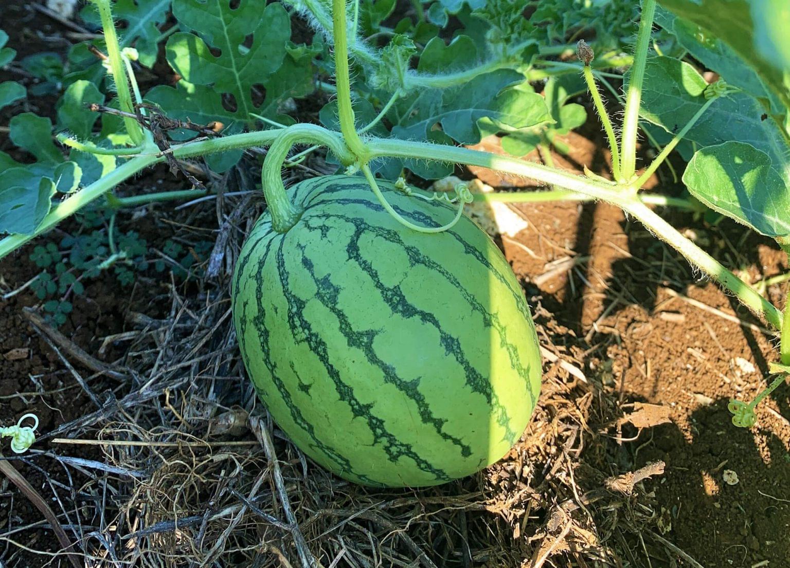 alphaland-tahik-watermelon (1) – Alphaland Corporation